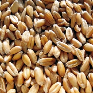 Food & Ingredient Glossary — Cooking God's Way